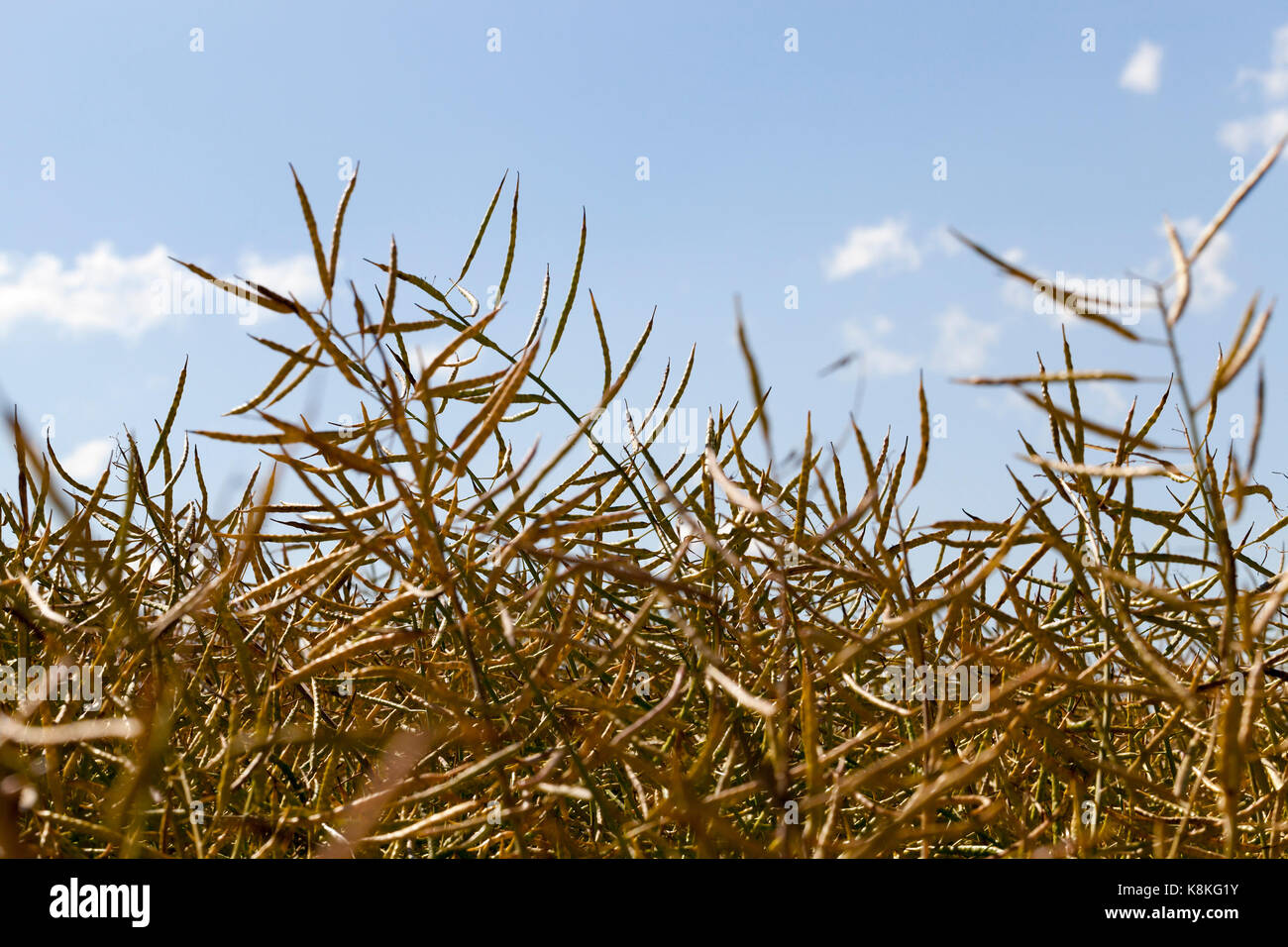 Dry yellow rape pods on the farm field. Photo close-up on a blue sky ...