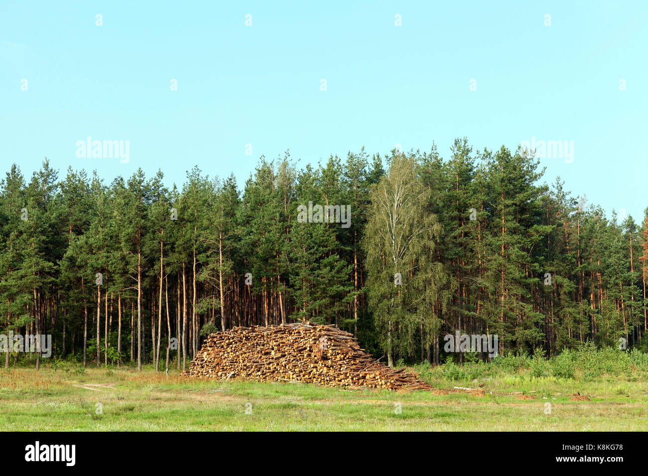 tree trunks stacked together during harvesting. Photo during the summer ...