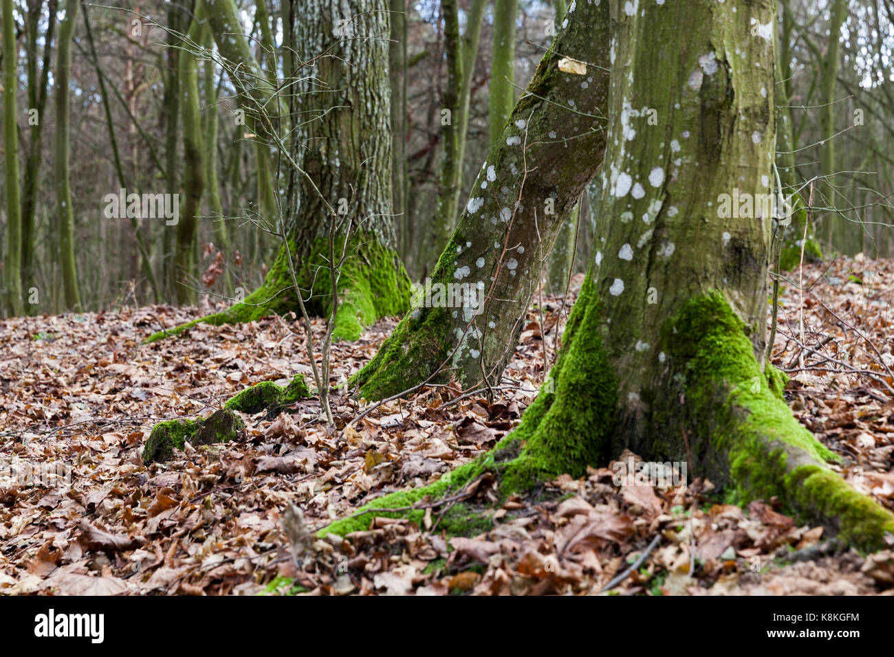 deciduous trees in the maple forest. Autumn season Stock Photo - Alamy