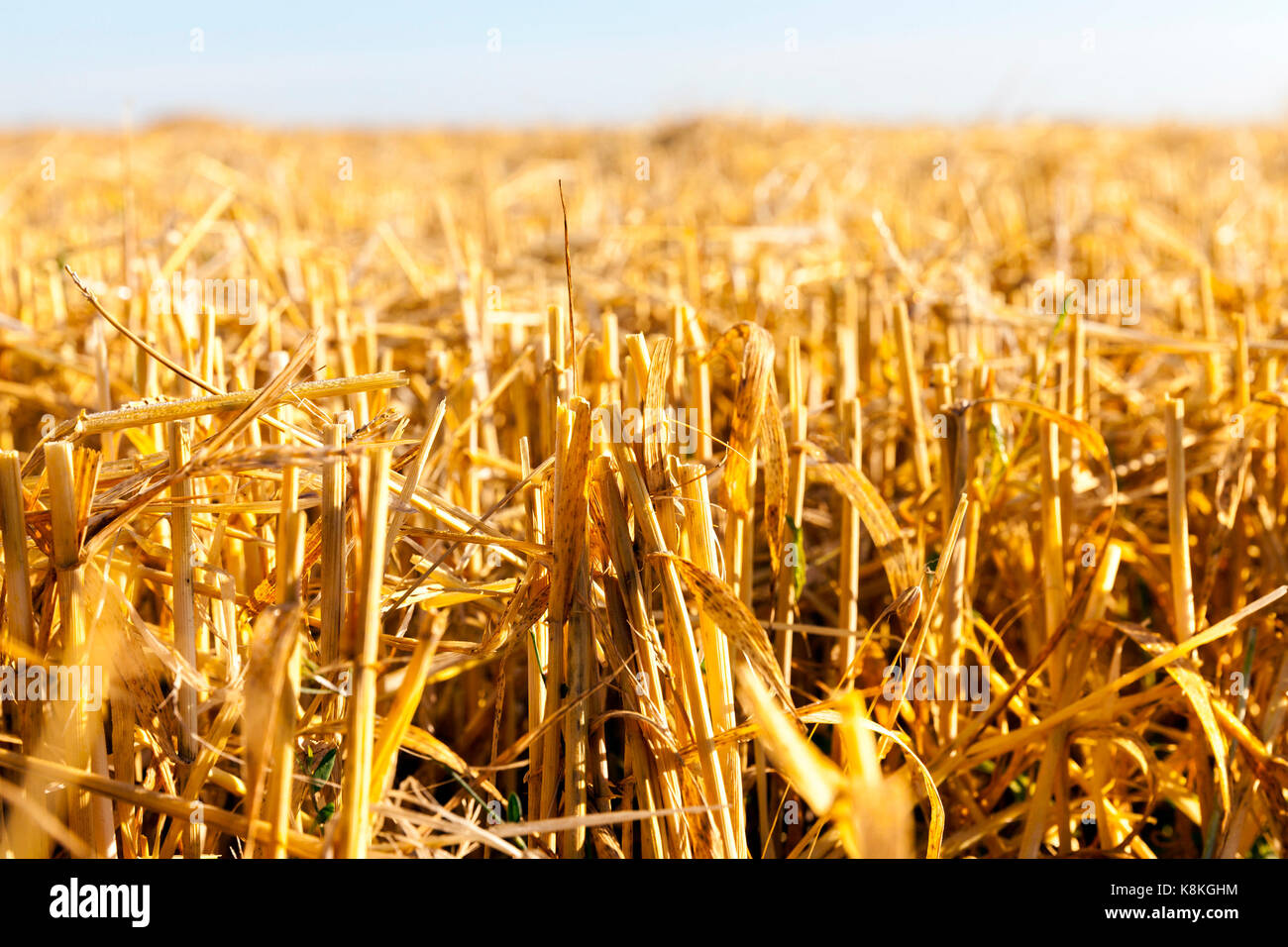 close-up shot of straw from the harvested wheat crop of cereals. Small ...