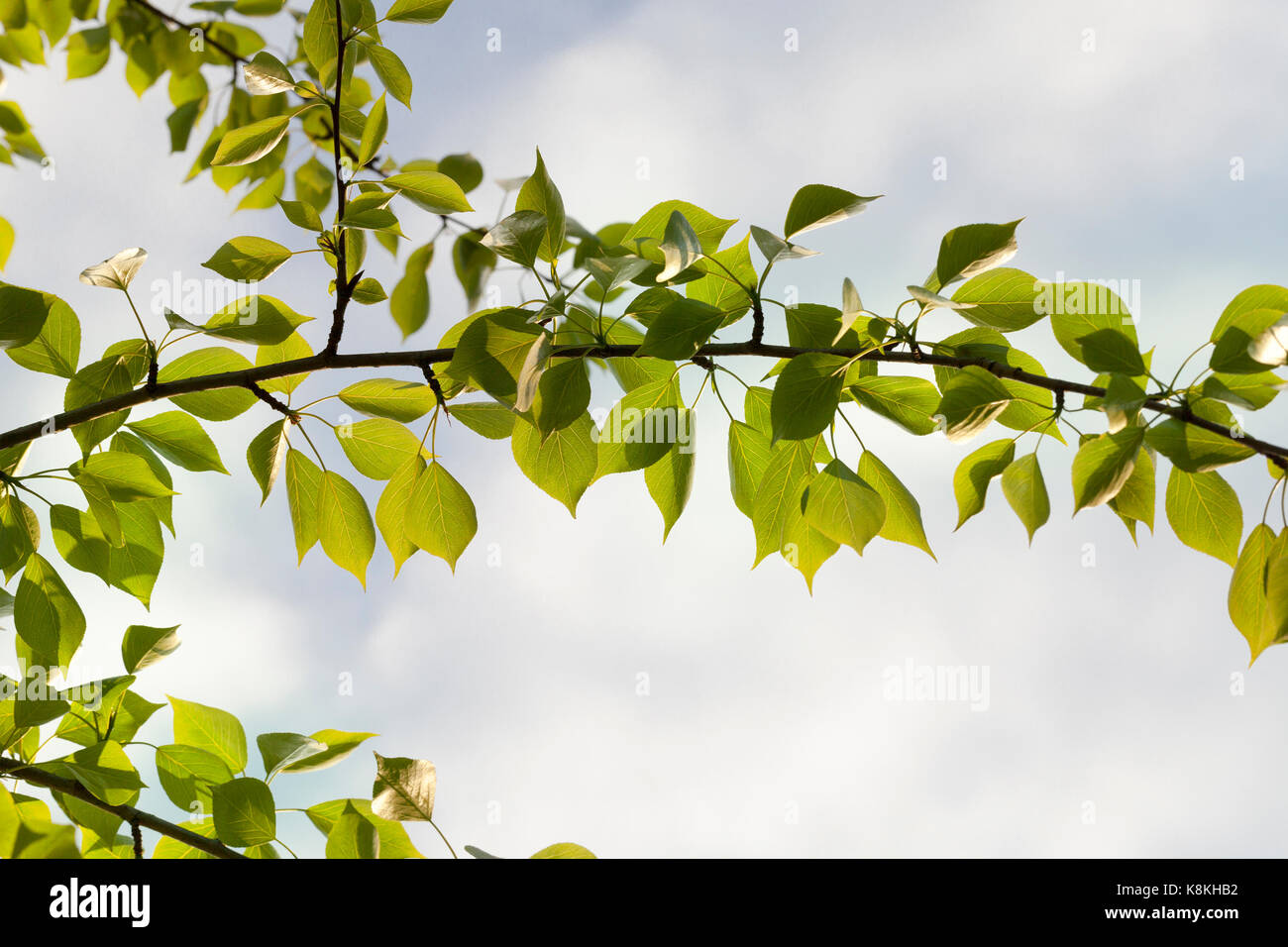 Green transparent leaves of a tree photographed in the spring season ...