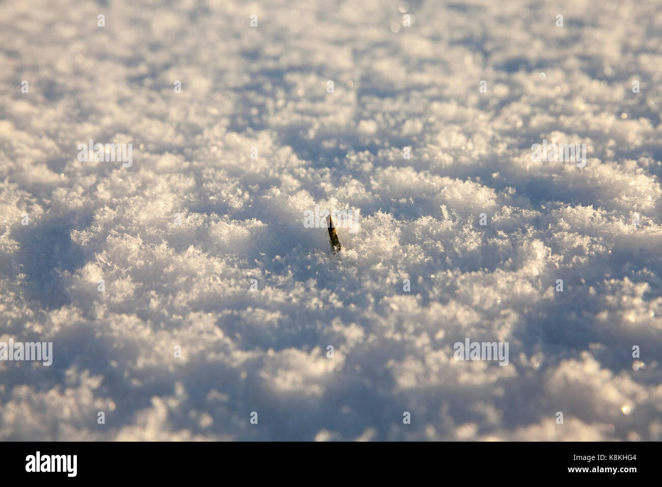 snow photographed in the winter season, which appeared after a snowfall ...