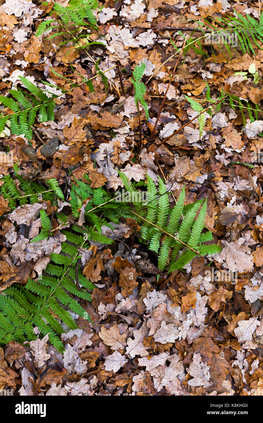 close-up photographed rotting foliage in the forest in the autumn ...