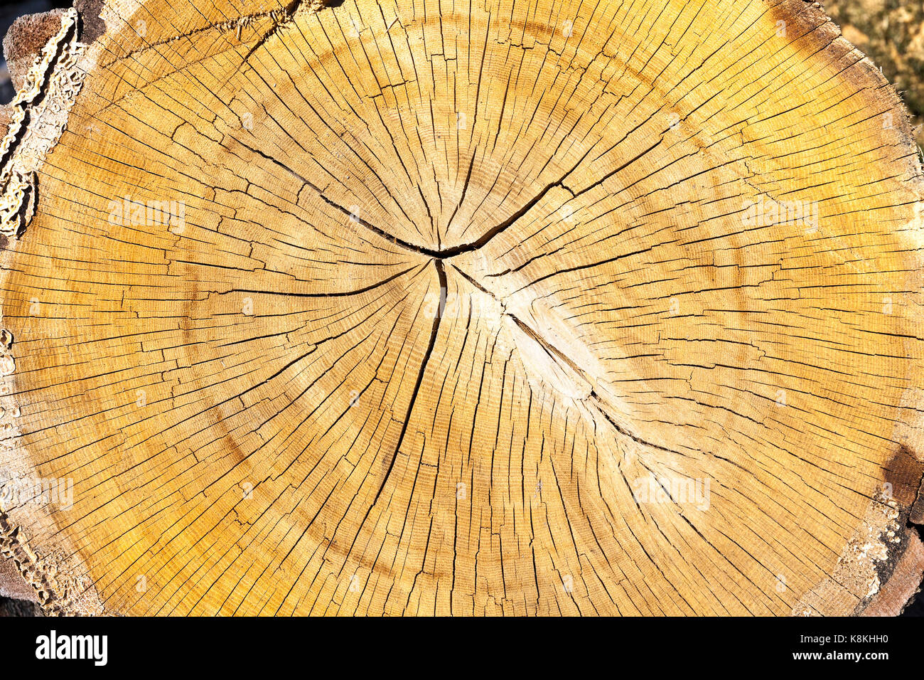 yellow trunk of a fallen tree lying on the ground Stock Photo - Alamy