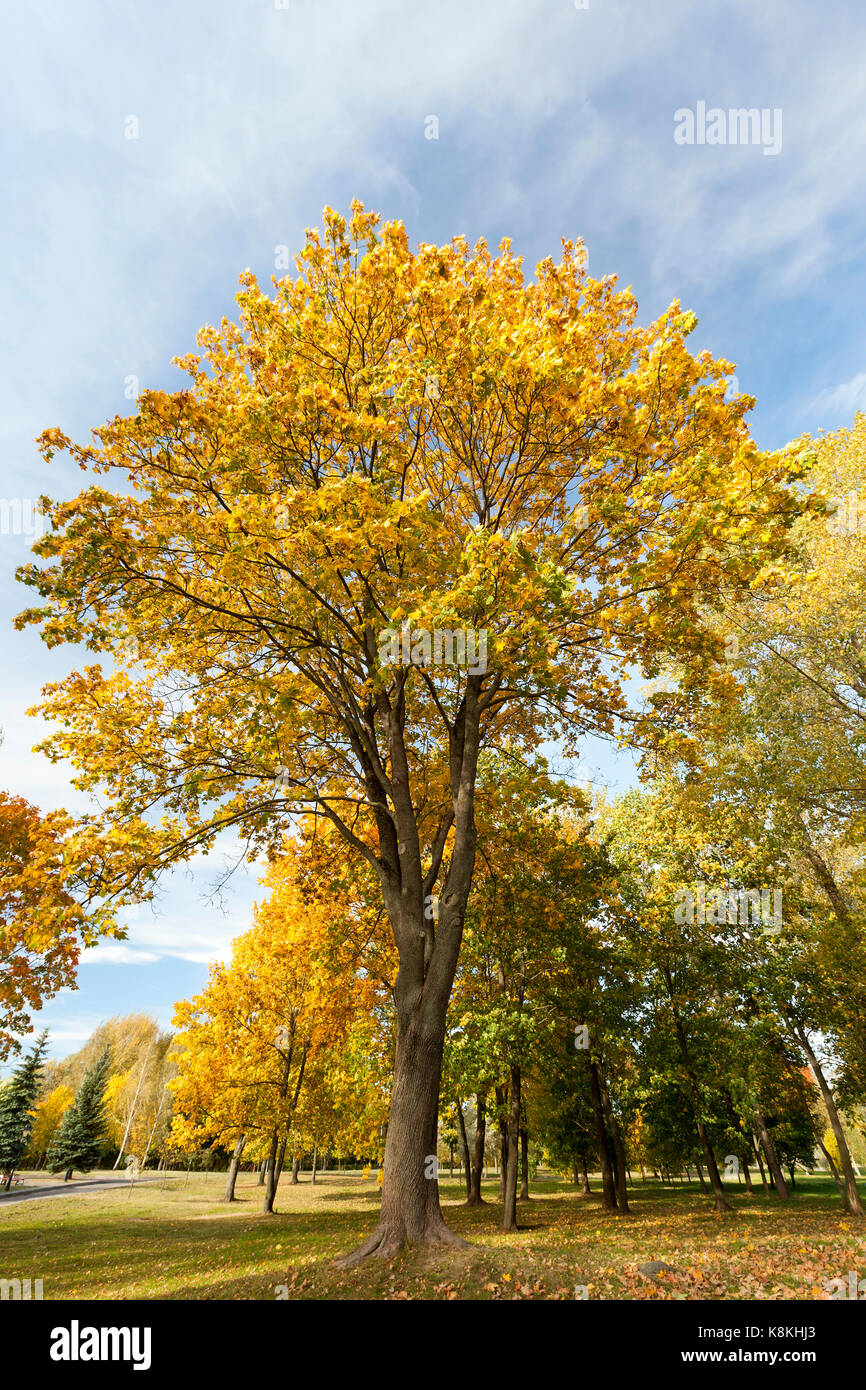 maple tree with yellowing leaves in the park in autumn season. Photographed against a blue sky ...