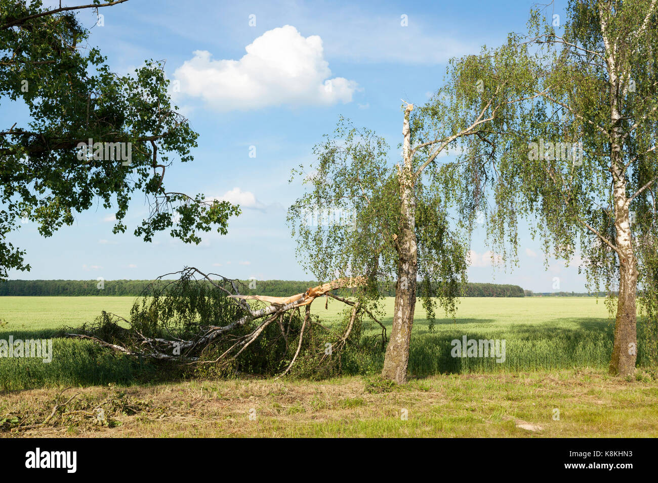 broken birch tree in summer. Photographed close up against the blue sky ...