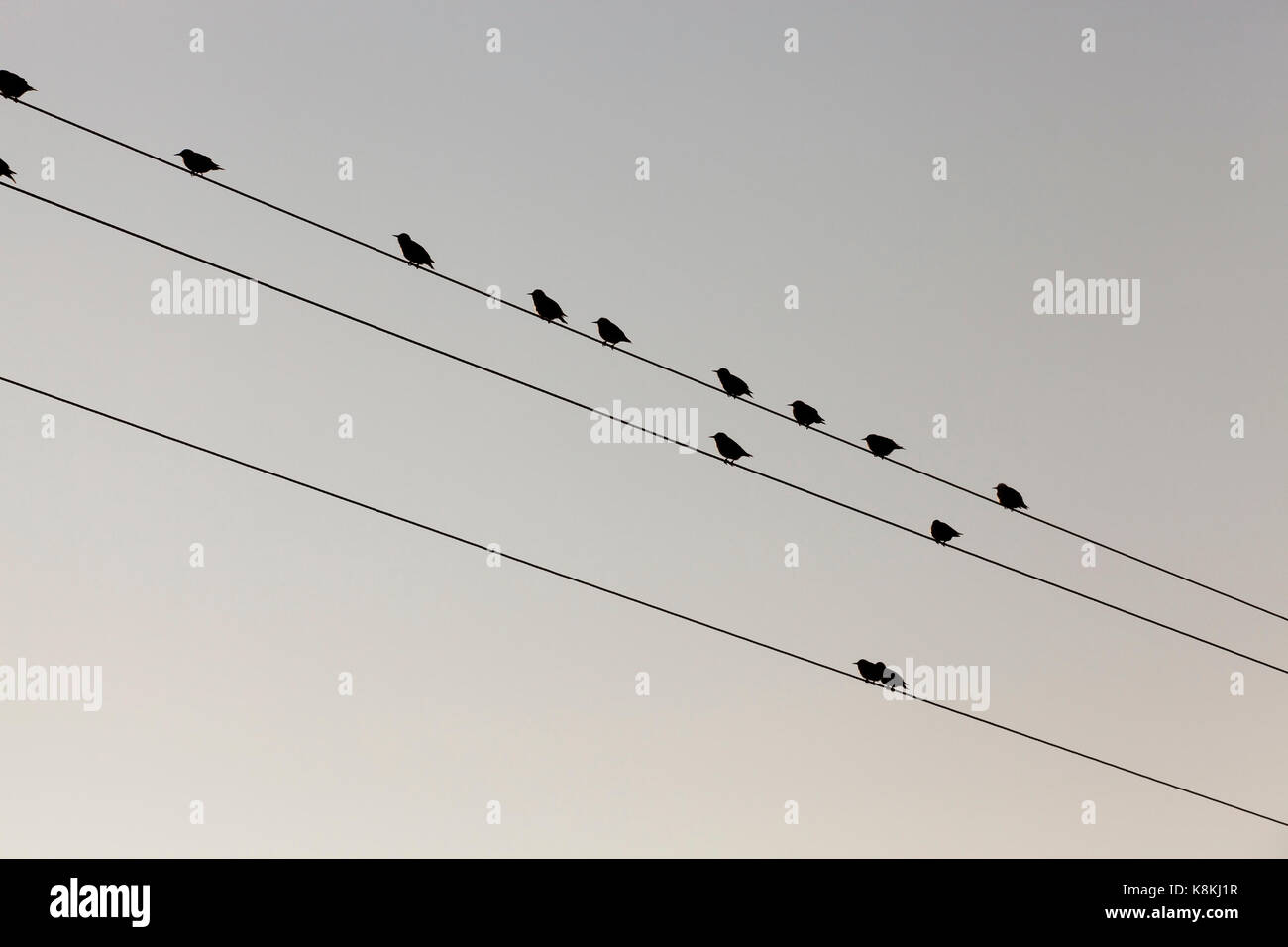 few small birds a rest, sitting on the lines of high-voltage electric ...