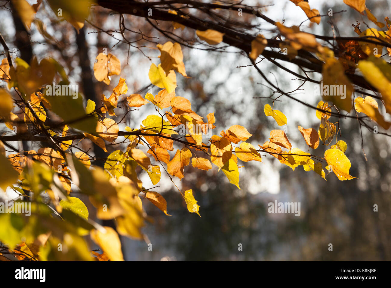 last yellow maple leaves on the branches of a tree against the blue sky in the autumn season ...