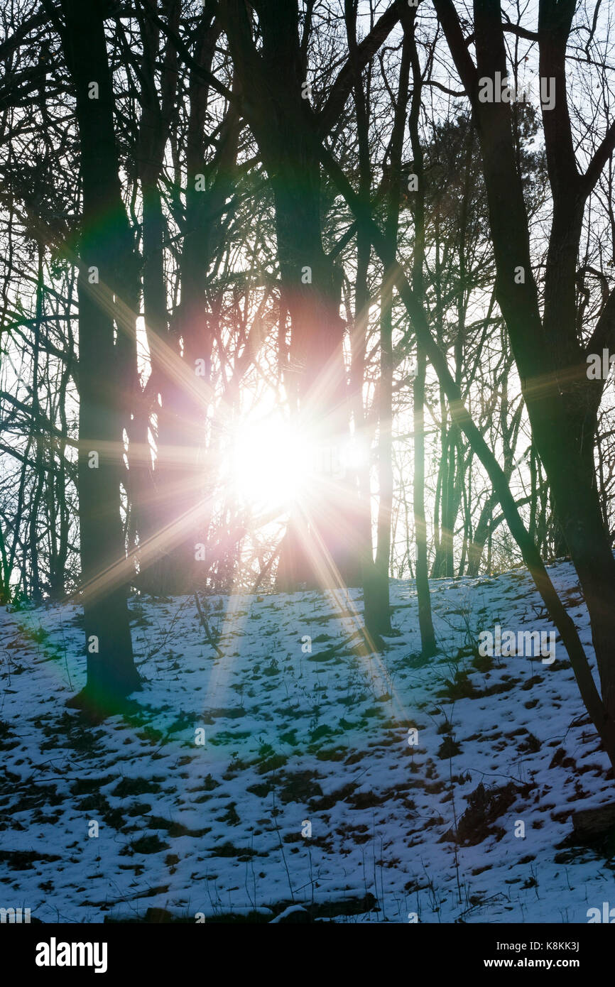 trees in the winter season after a snowfall. sunny day. The sun shines ...