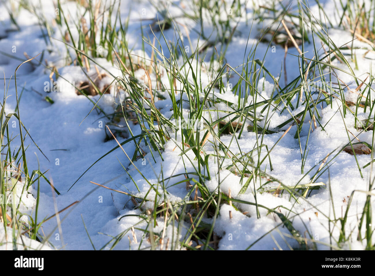 snow photographed in the winter season, which appeared after a snowfall ...