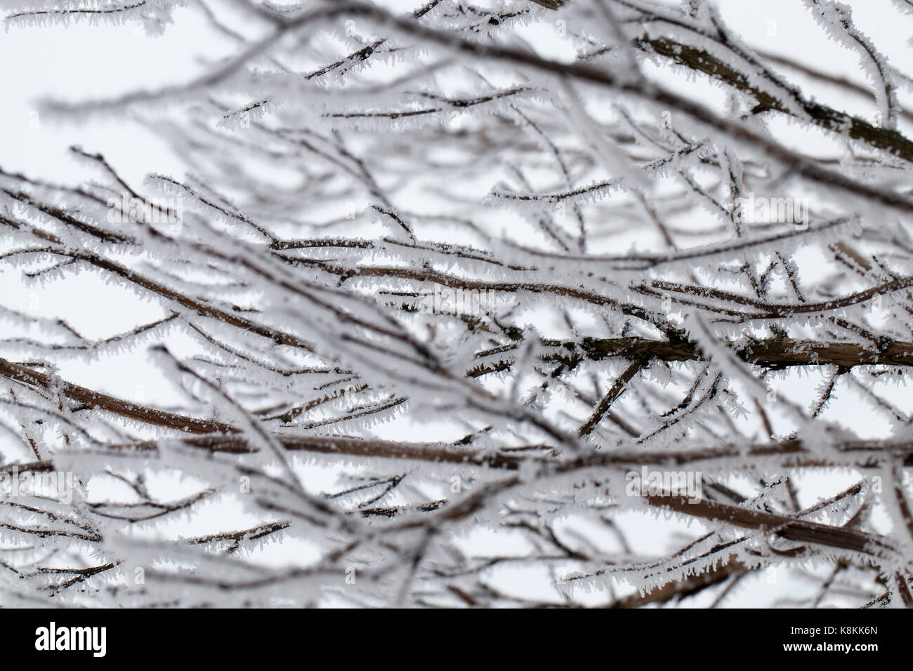 snow photographed in the winter season, which appeared after a snowfall ...