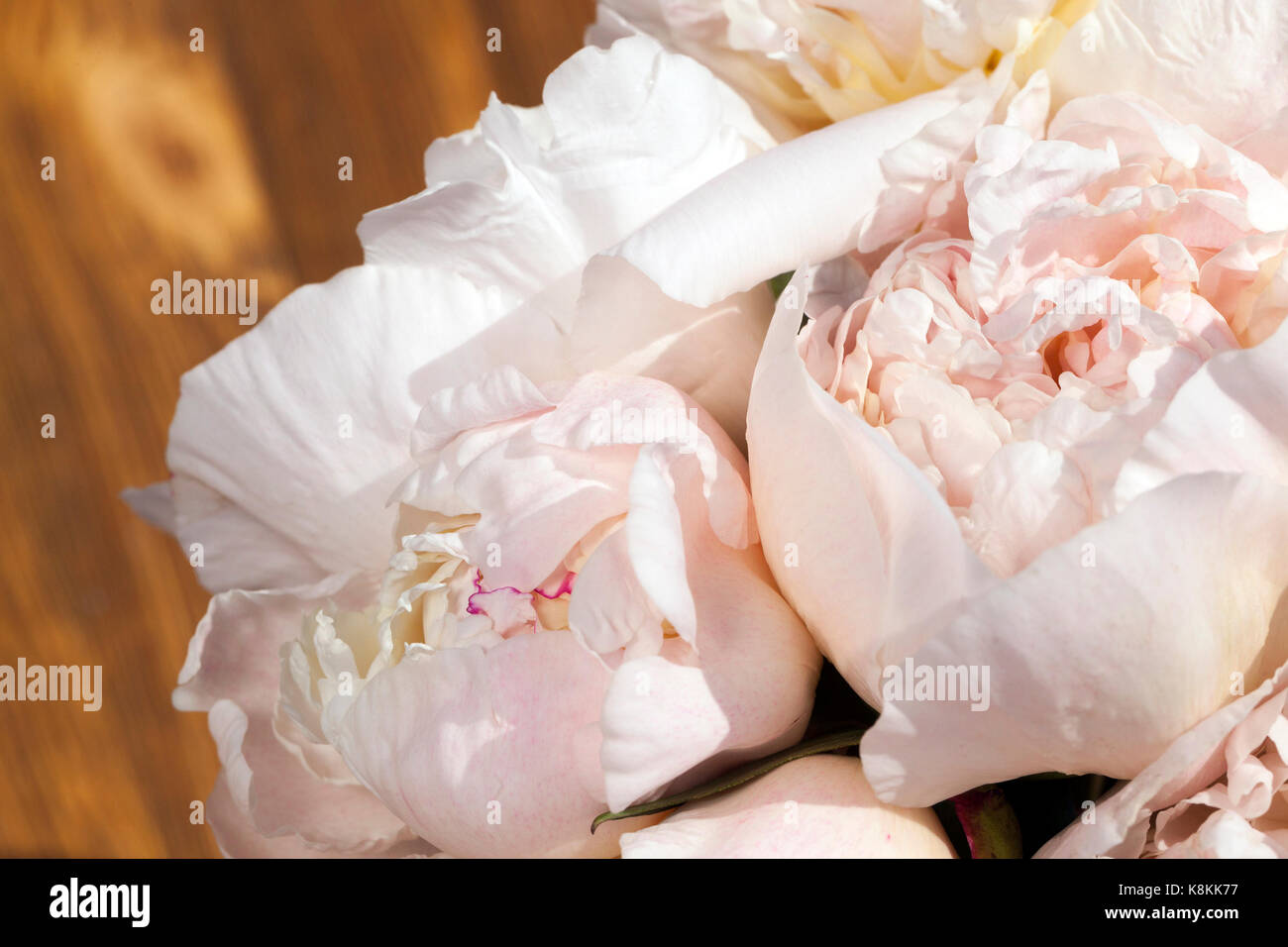 Several spring beige flowers of peonies in bouquet , photographed close ...