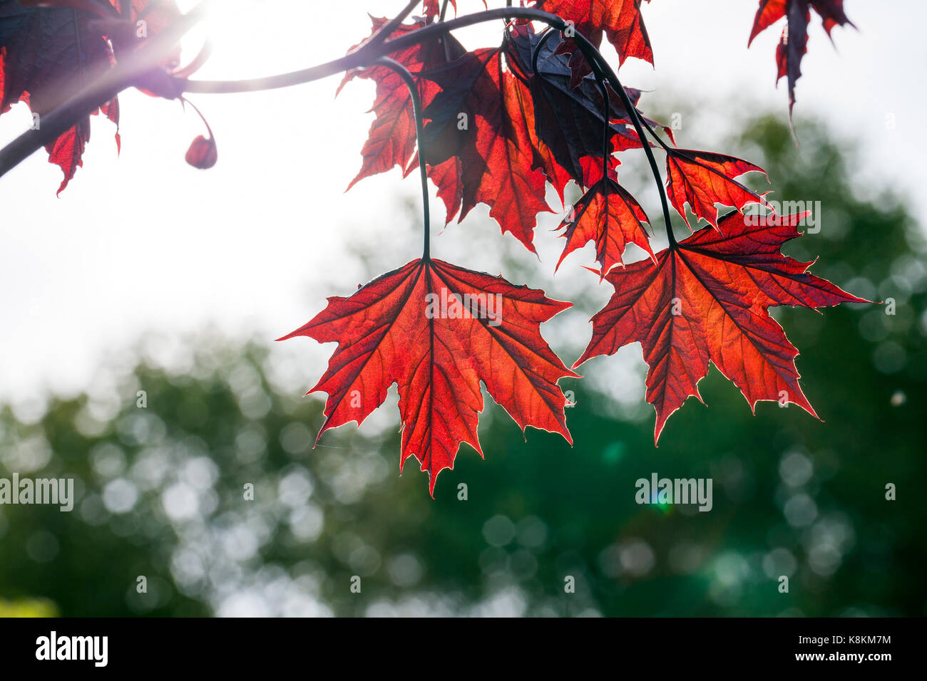 red leaves of Canadian maple, photographed close-up with details in the ...