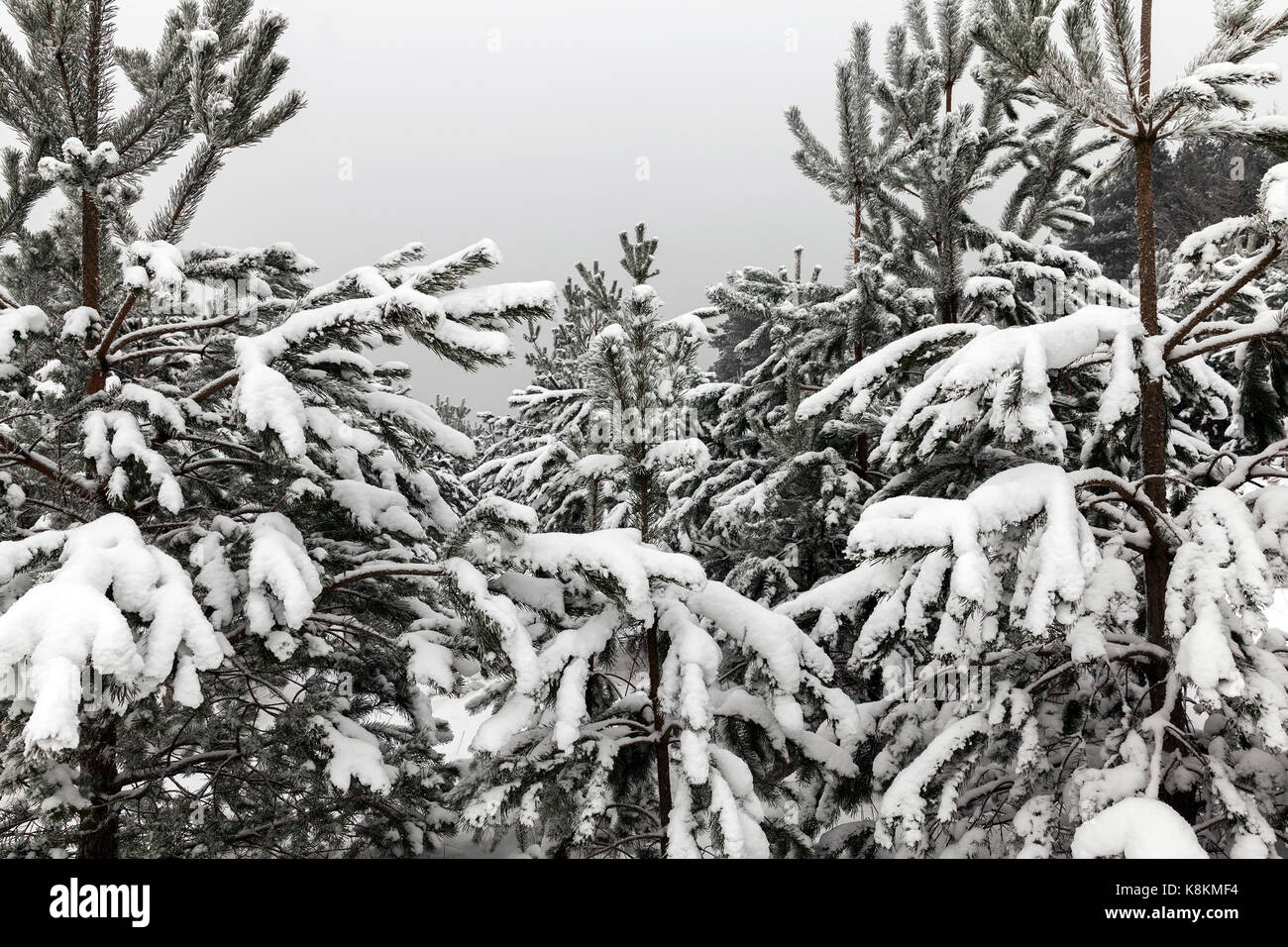 snow photographed in the winter season, which appeared after a snowfall ...