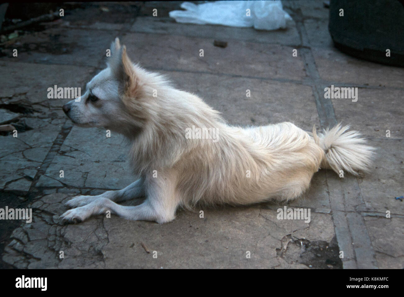STRAY DOG IN MUMBAI Stock Photo - Alamy