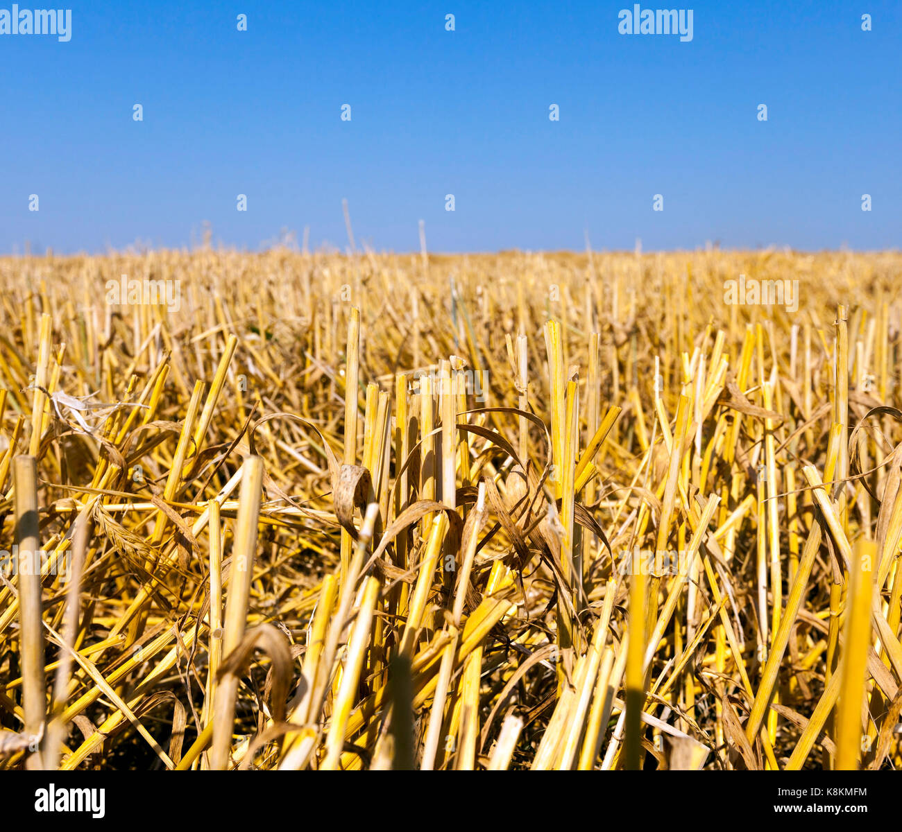 sharply photographed close-up of straw from harvested rye of cereals ...