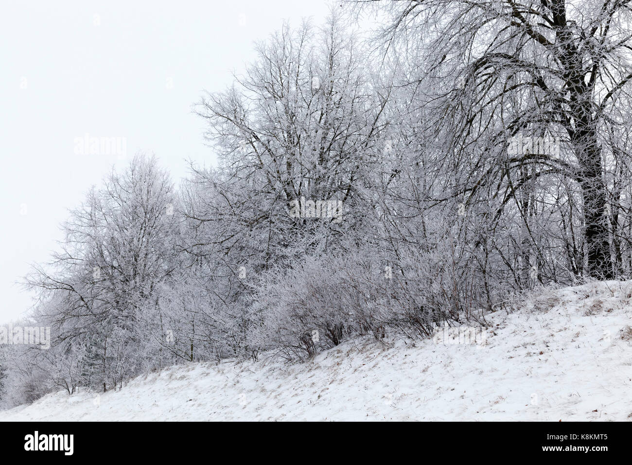 several levels of trees covered with frost, photographed in the winter ...