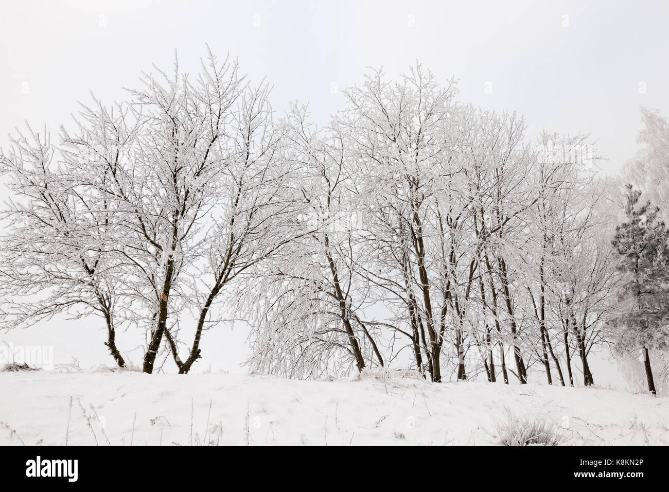 photographed trees growing in the forest in the winter season. On the ...