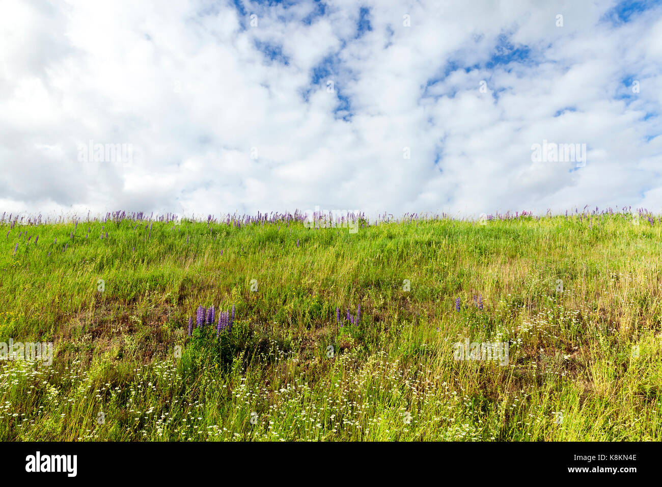 farm field on which grows green vegetation and grass. Photo closeup ...
