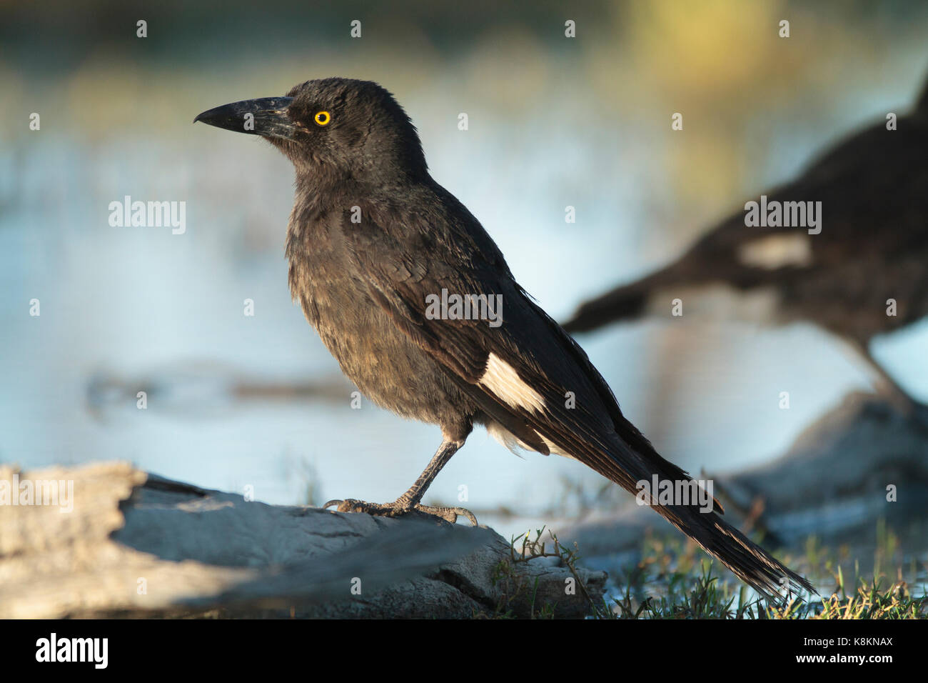 Outback waterhole hi-res stock photography and images - Alamy