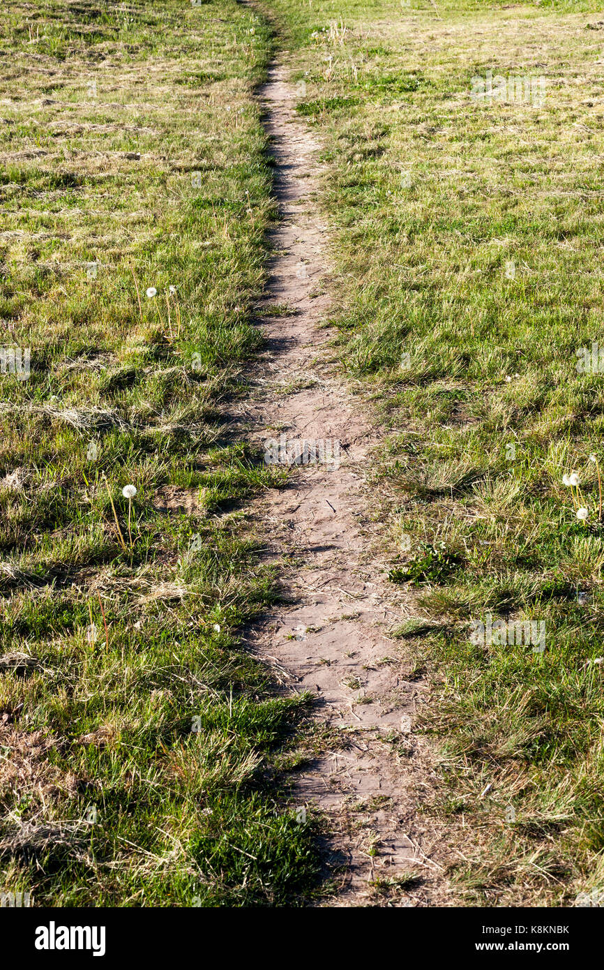 Trampled in the grass path in the field. Photo spring close-up. Feed at ...