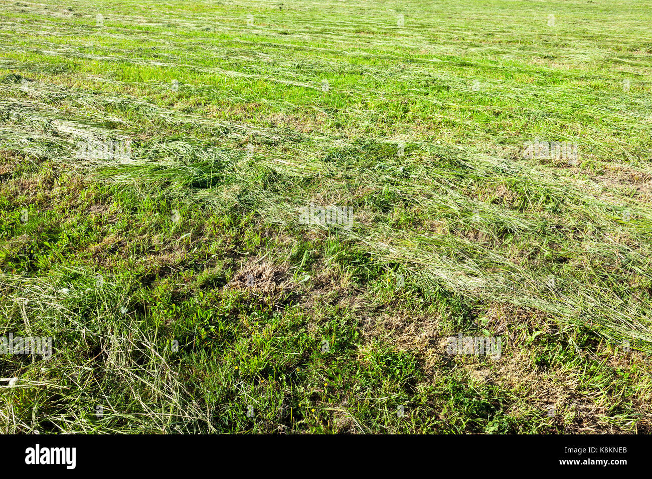 New mown meadow hi-res stock photography and images - Alamy