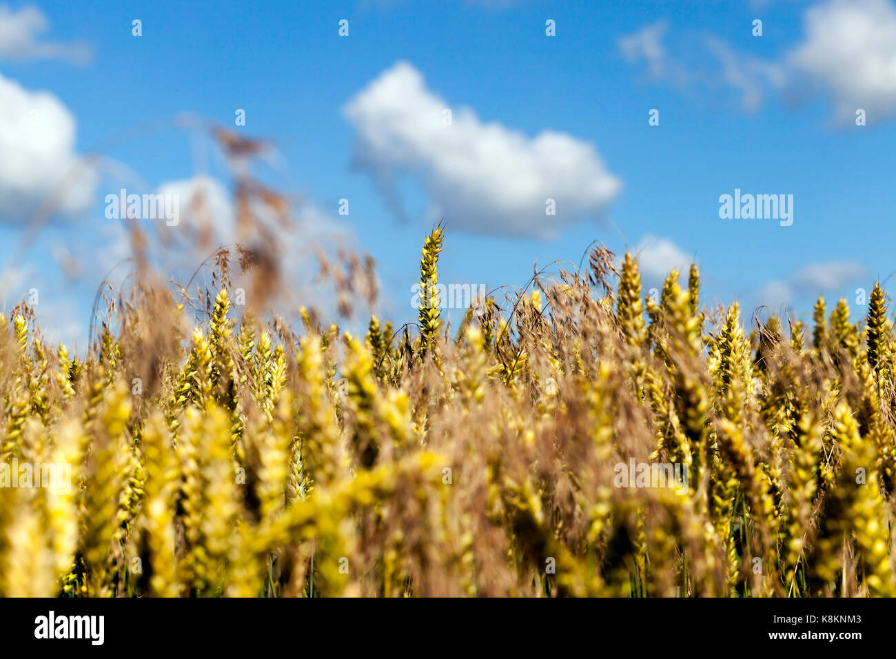 A green wheat ear and weed growing on an agricultural field. Over the ...