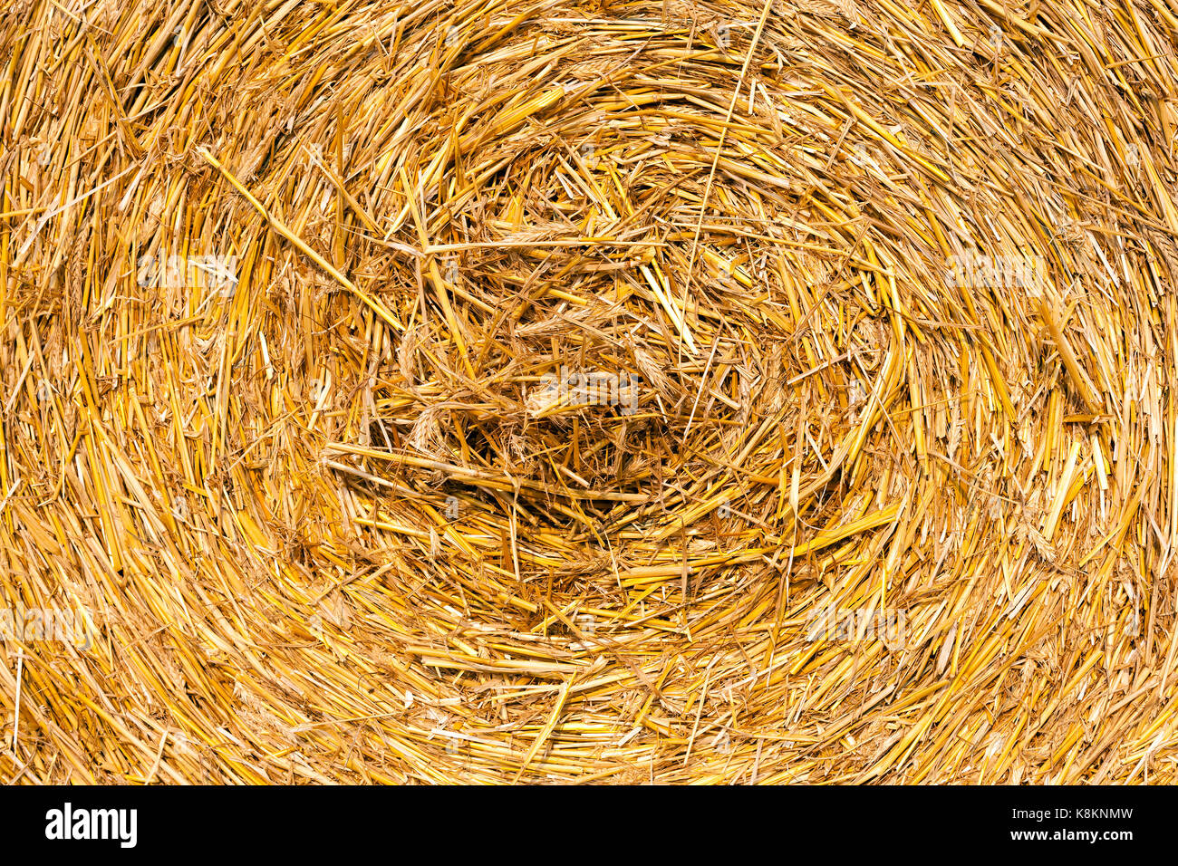 straw of yellow color folded in the stock after harvest of cereals ...