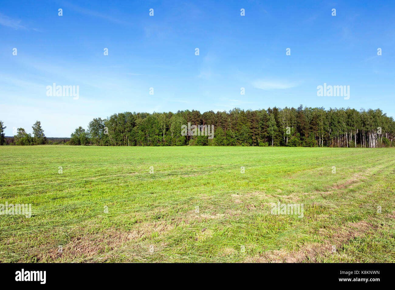 Mown grass near the forest. Spring landscape with forest in the ...