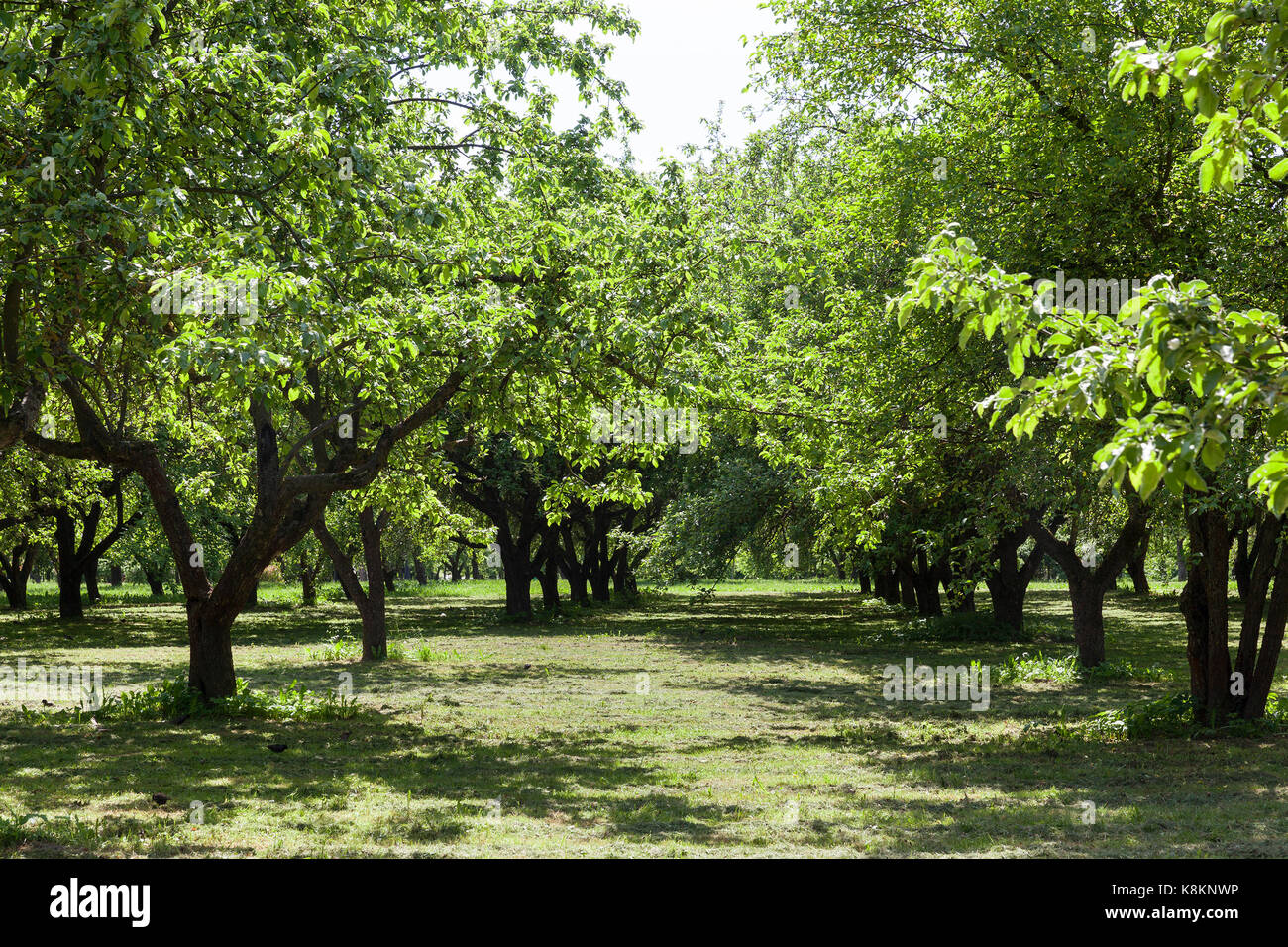 A green park with rows of trees growing in rows. landscape Stock Photo ...