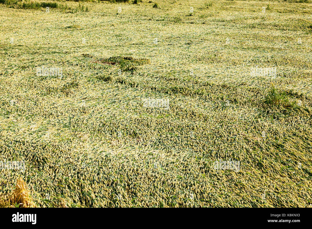 Green immature and yellow ripe ears of rye, lying on the ground after ...
