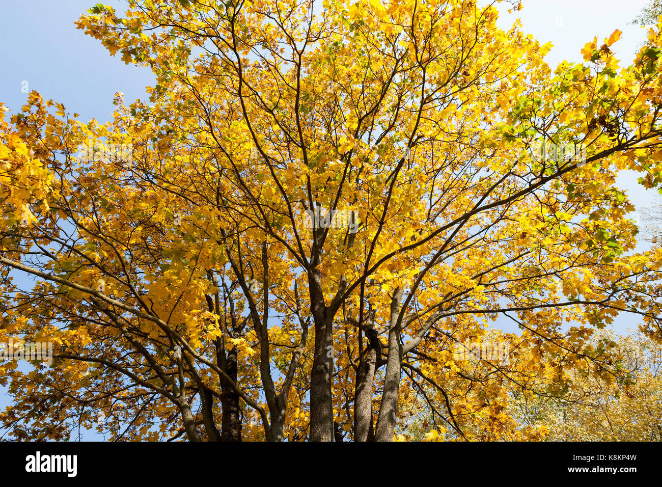 photographed maple tree in the autumn season. On the branches yellowed ...