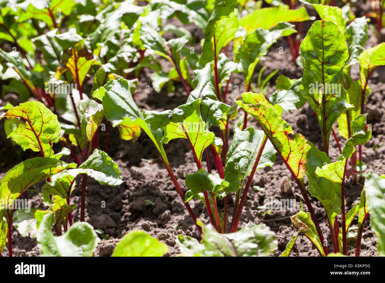 Green with red stripes of beet tops in the garden. Spring close-up ...