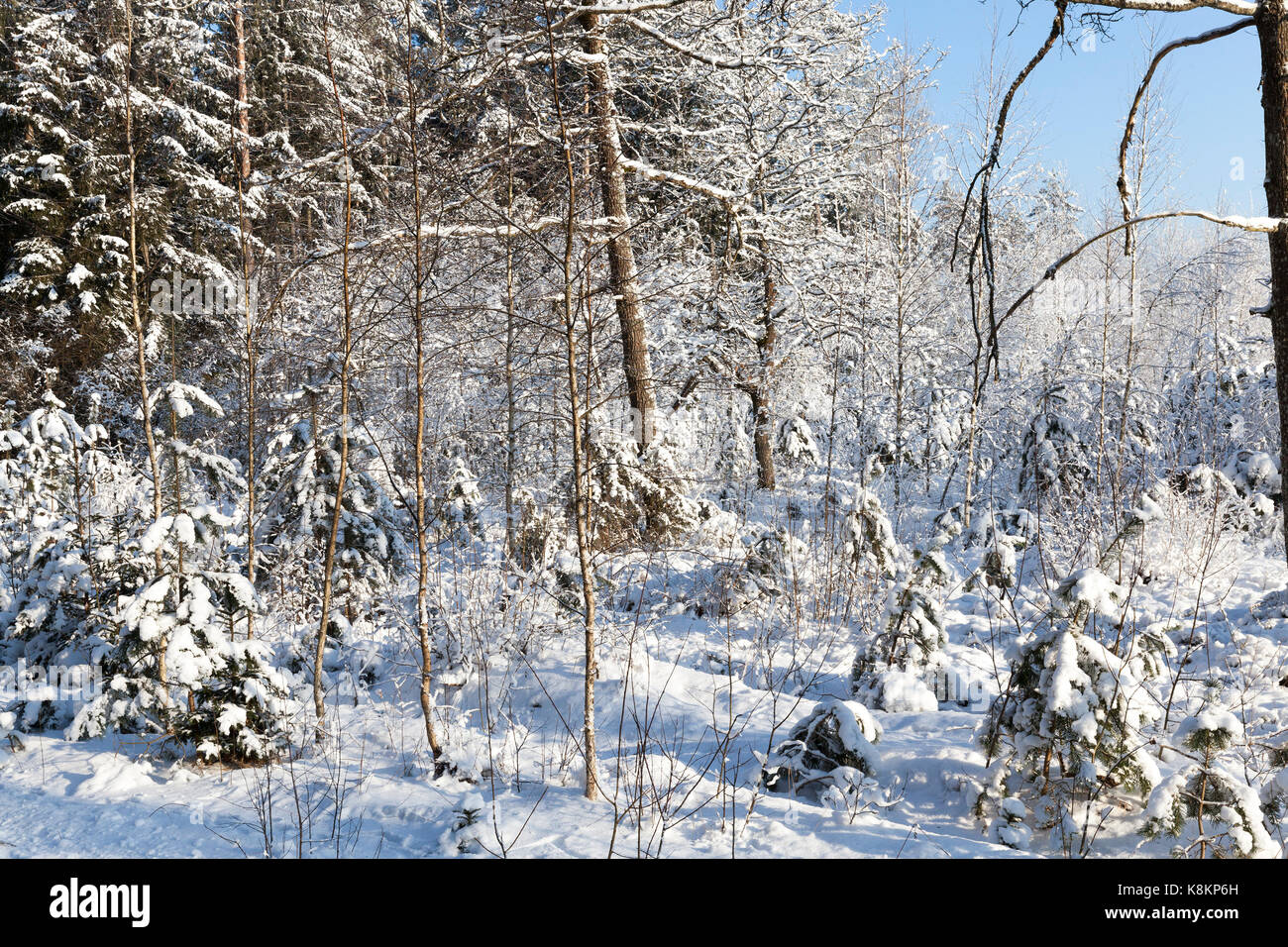 Deciduous trees growing in the forest. Landscape photo taken in the ...