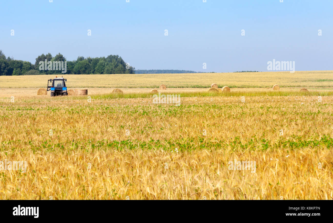 tractor collecting rye straw stacks during a harvest company. Photo ...