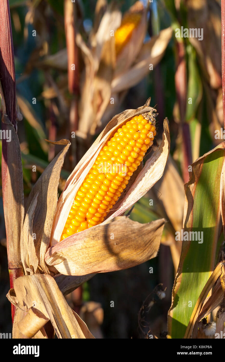 corn cob of yellow color. Mature cereal crop, photographed close-up ...