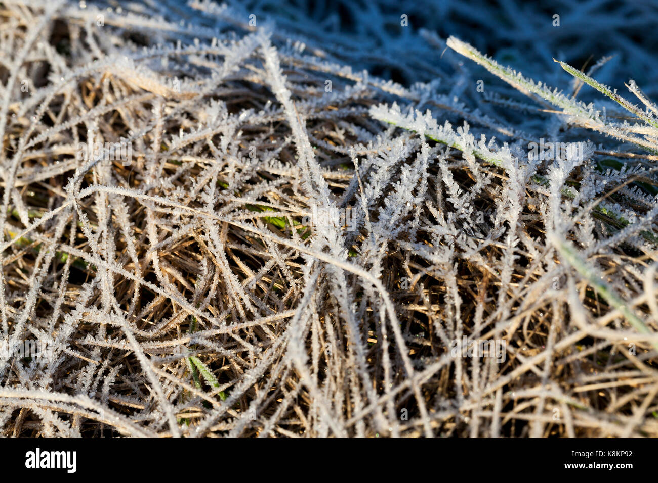 green grass in a field on which crystals of frost were formed at night ...