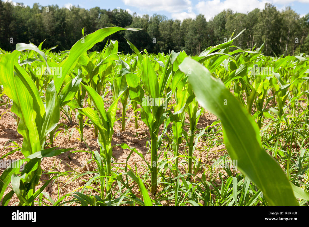 Light green leaves of young corn growing in rows on the soil ...