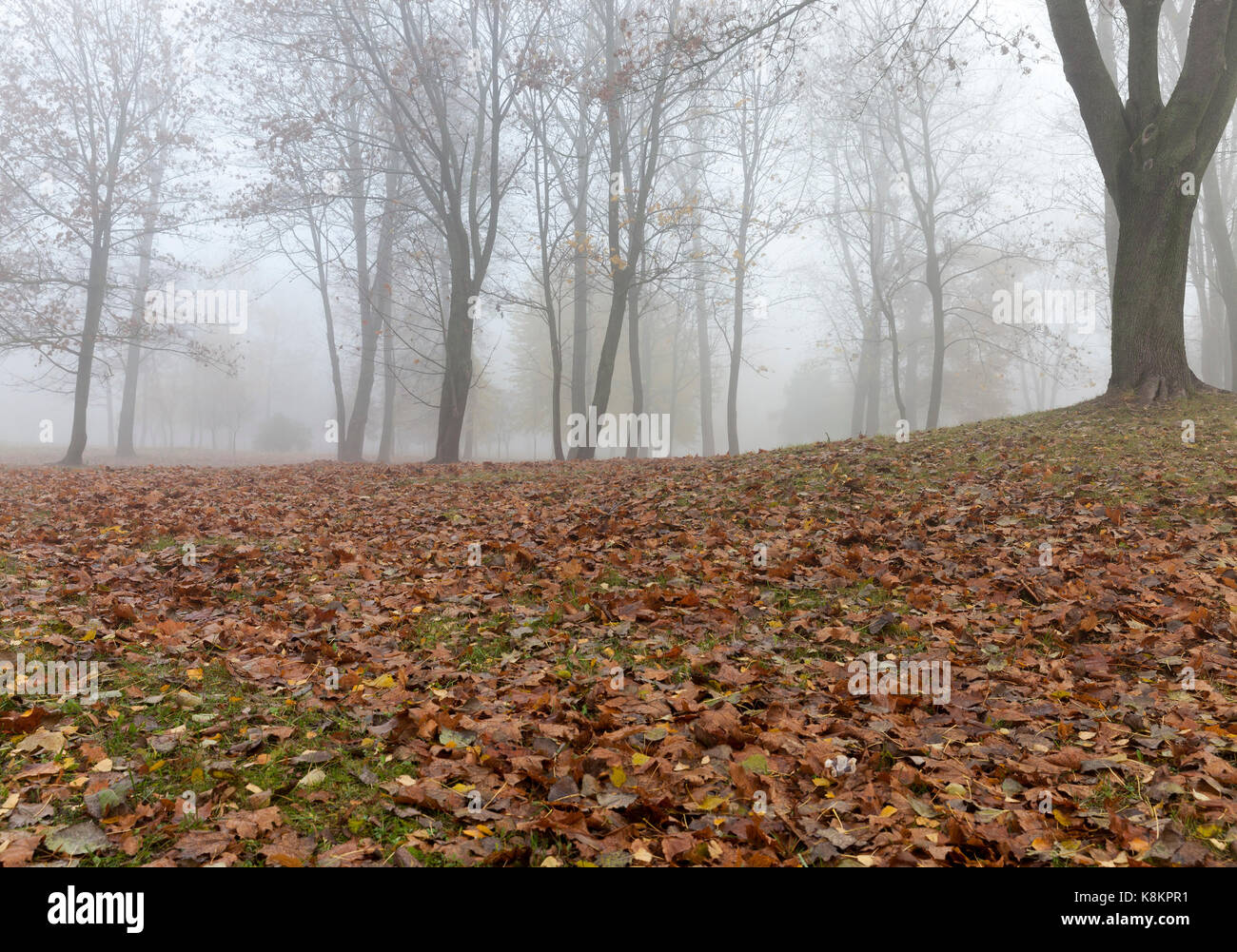 trees growing in the park in the autumn season. Morning and fog. Dull ...
