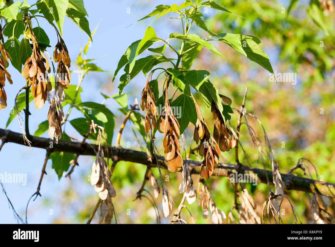 young and old maple seeds against the blue sky. photo close-up in the ...