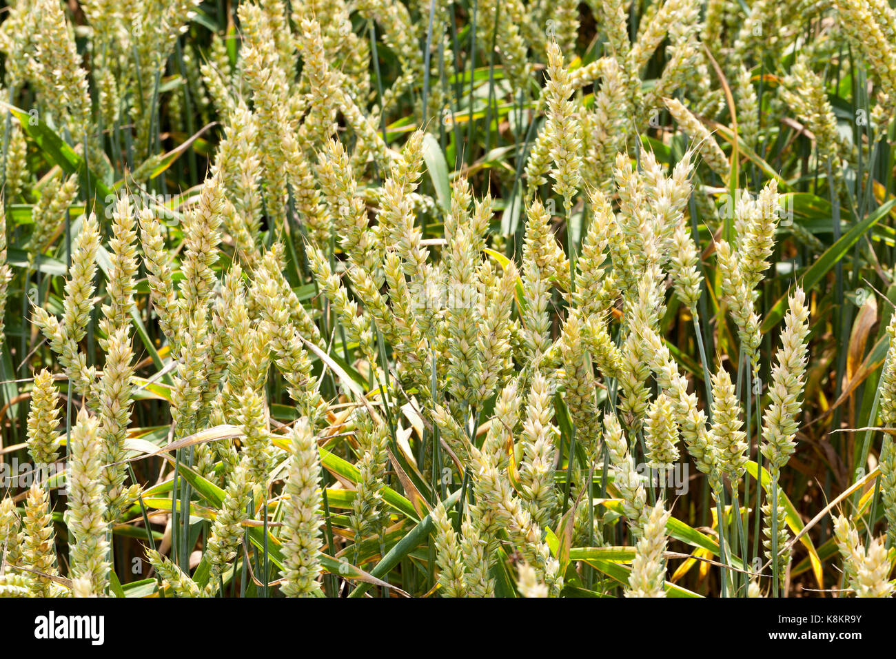spike of corn on the farm field. cultivation of crops for harvest ...