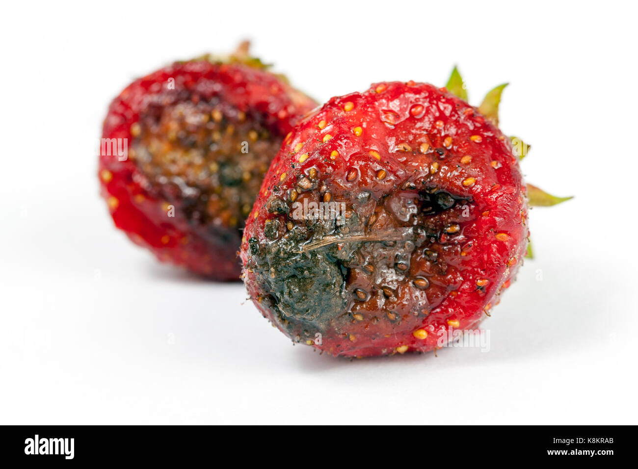 Rotten strawberry Cut Out Stock Images & Pictures - Alamy