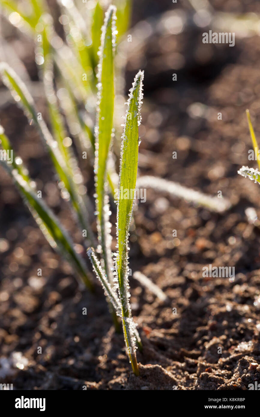 growing on agricultural field green leaves blades of wheat covered with ...