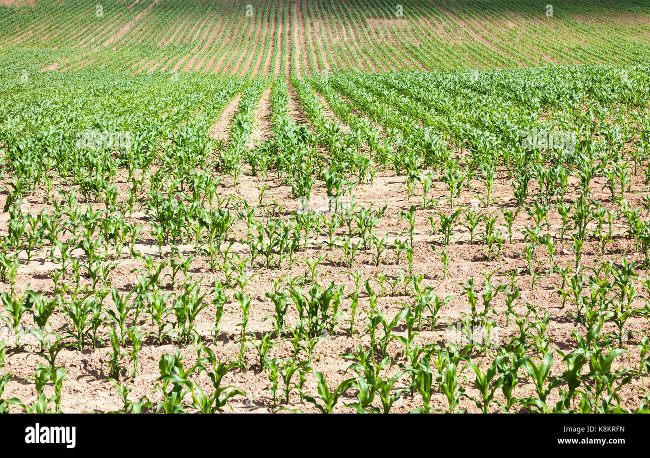 Field with corn, photographed in the spring. Agriculture Stock Photo ...