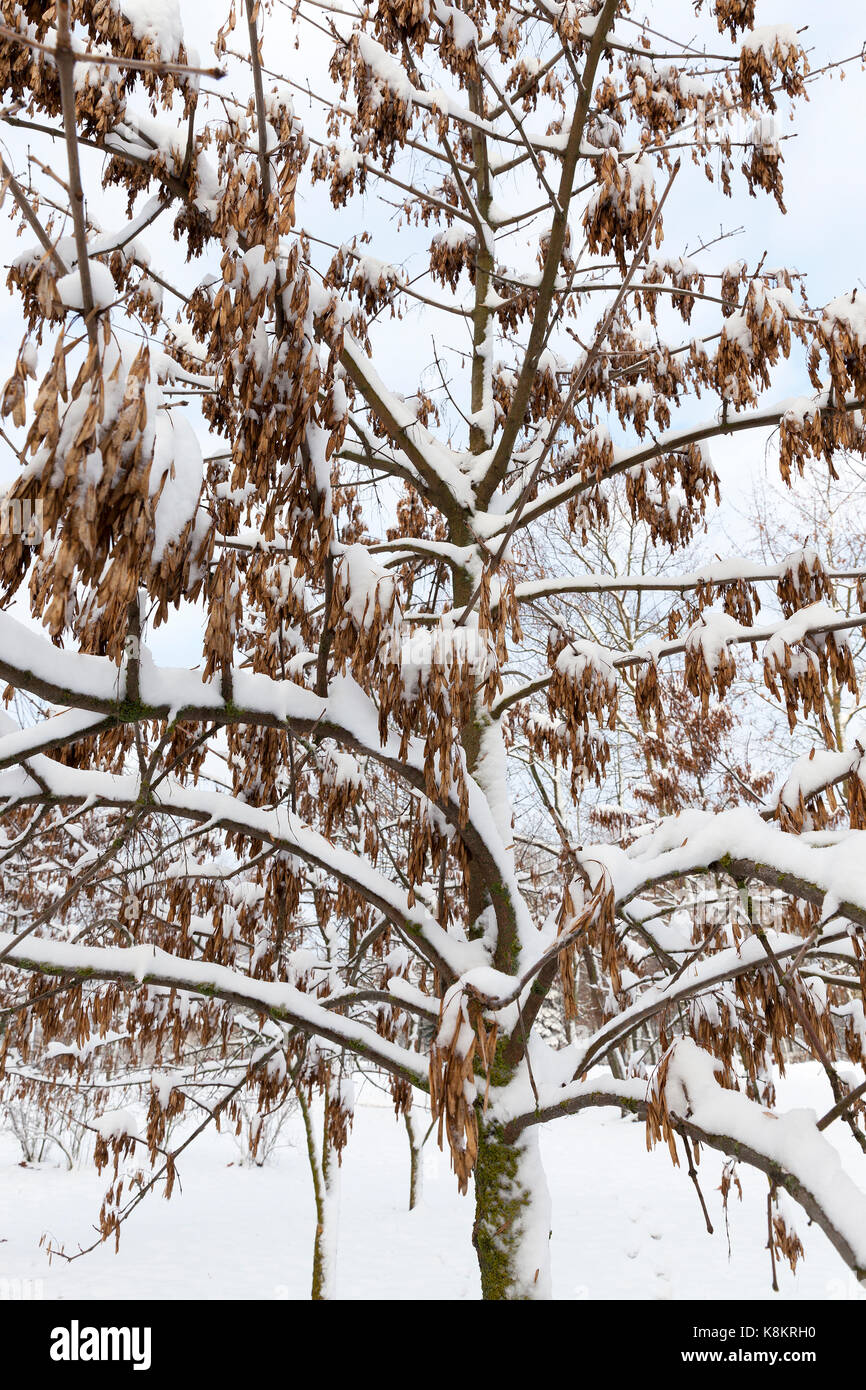 trees growing in the park, covered with snow after the last snowfall ...