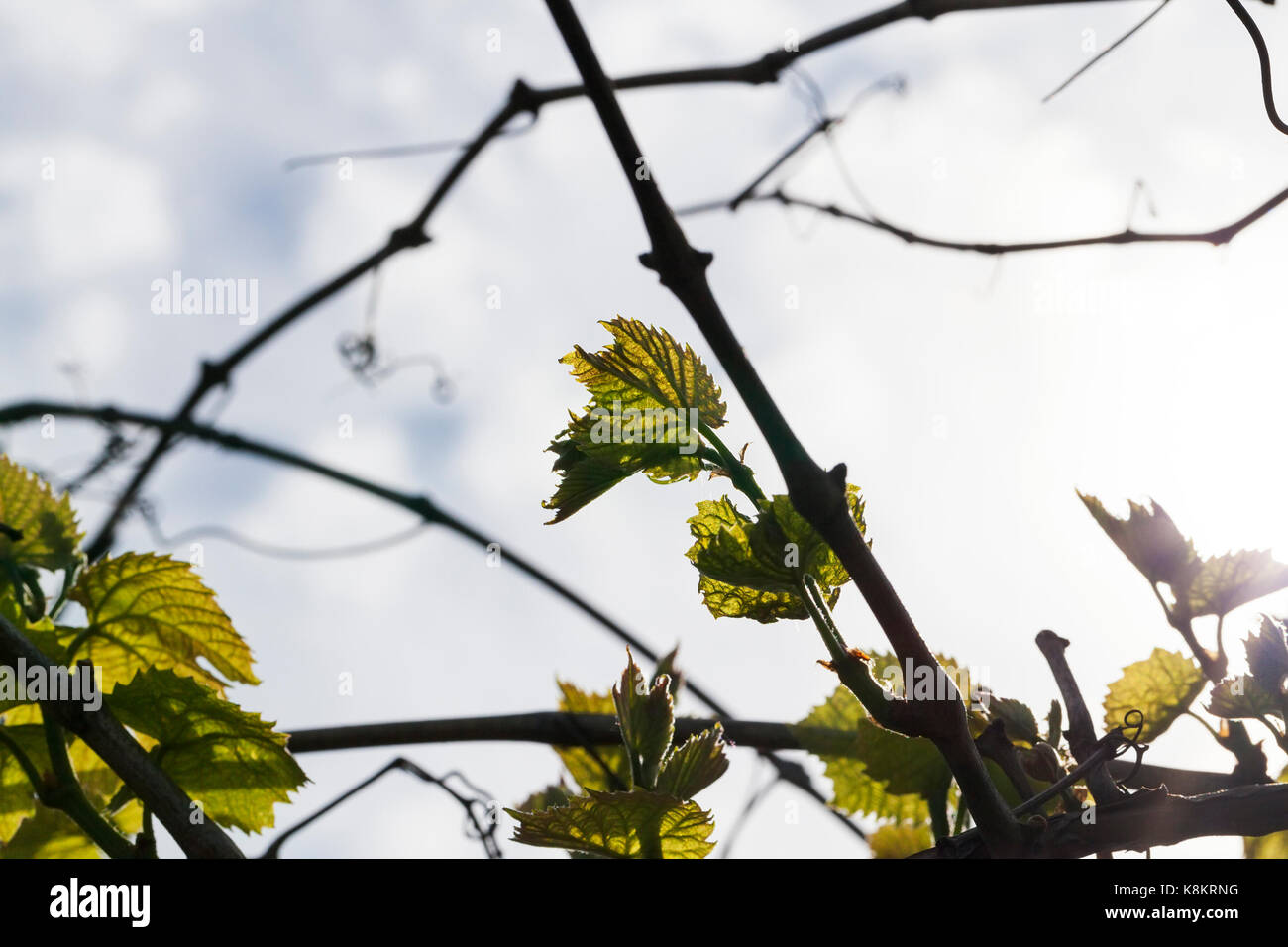 photo of several light green young leaves of grapes, beginning to grow ...