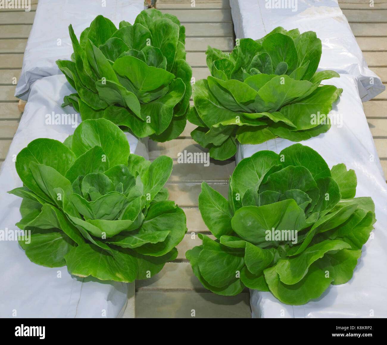 Lettuce from Plastic Hydroponic Pillars Stock Photo - Alamy