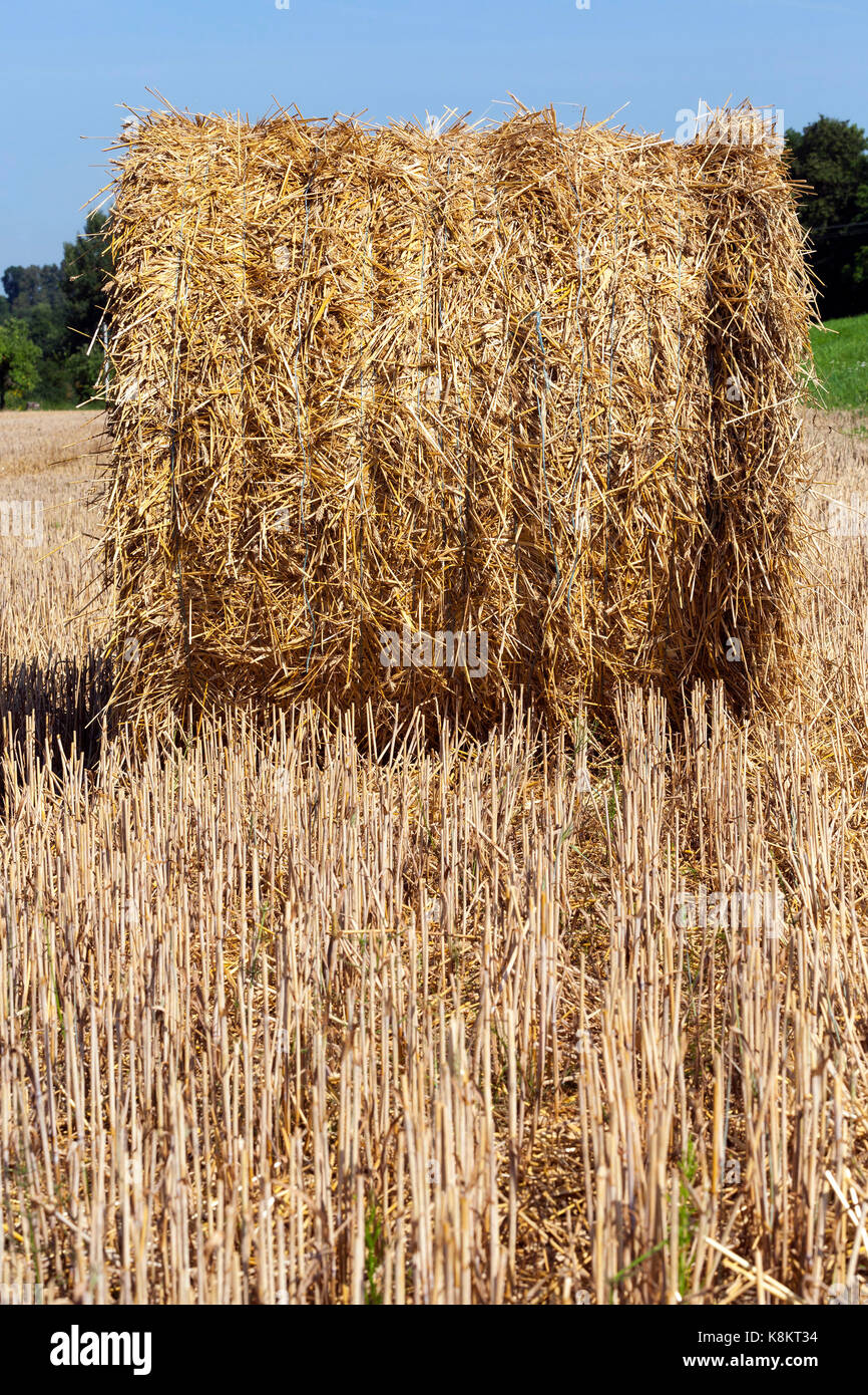A roll of bound straw after harvesting wheat. Photo close-up of the ...