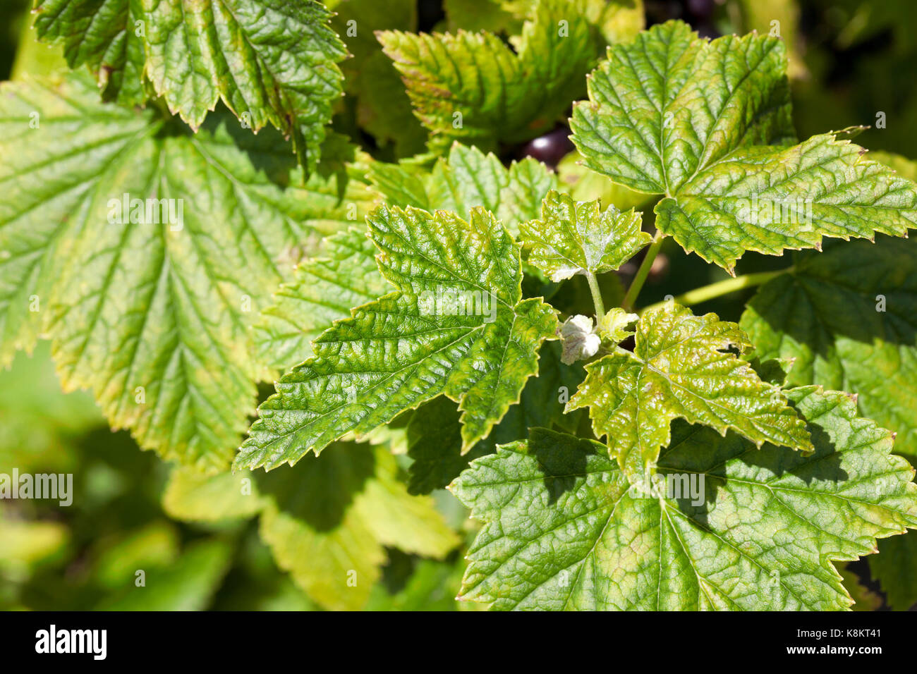 The first spring green foliage of a black currant bush photographed ...