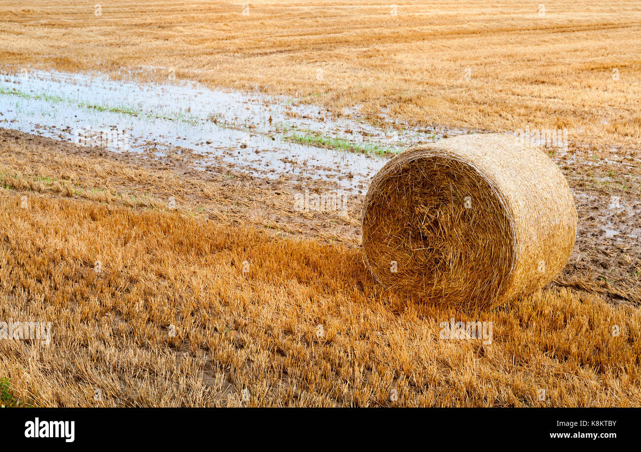 A stack of straw lying on a mowing field after harvesting. on the ...